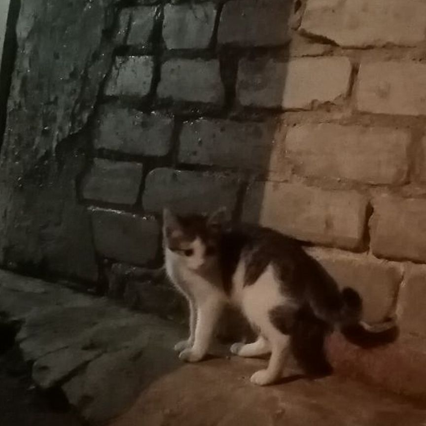 Бездомный котик