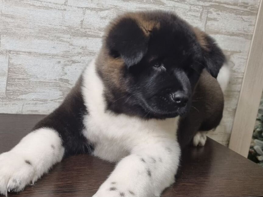 Американская акита