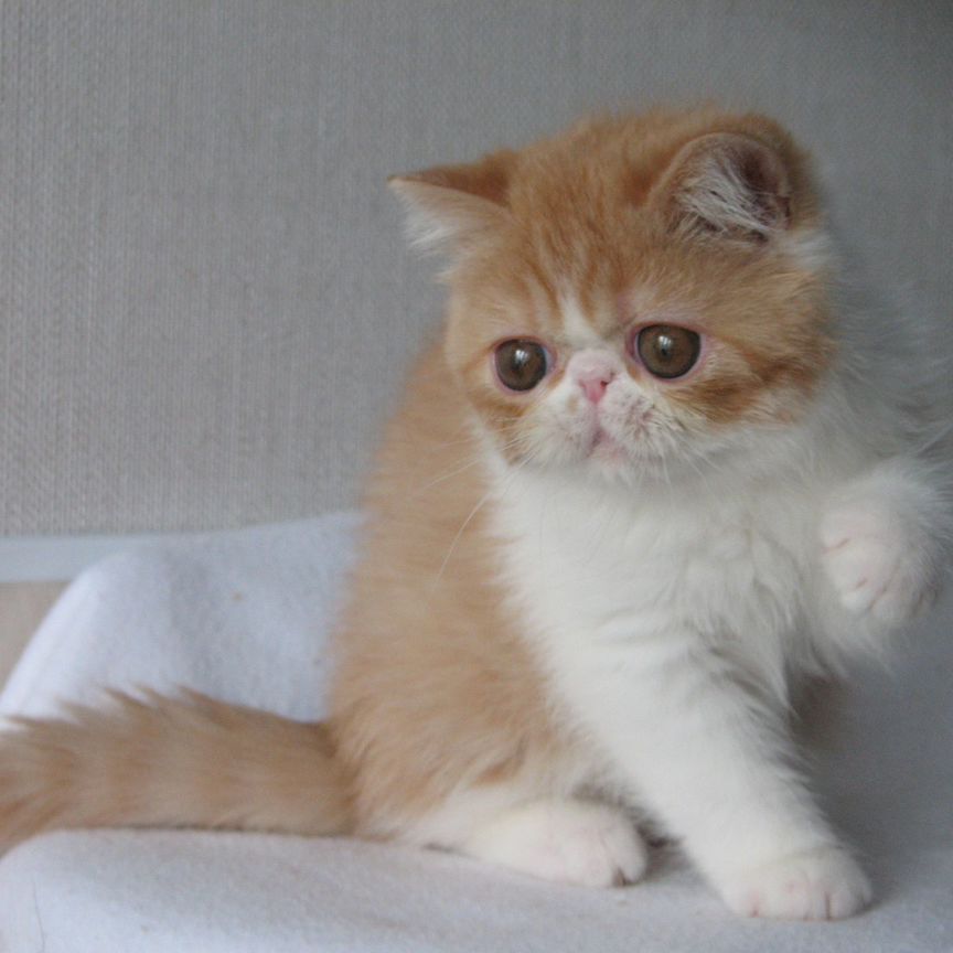 Экзотический короткошёрстный котёнок