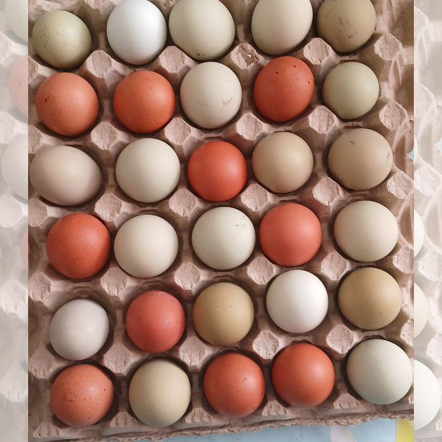 Яйцо домашнее инкубационное