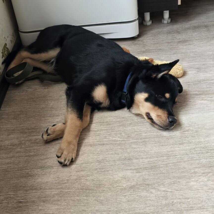 Щенок в добрые руки