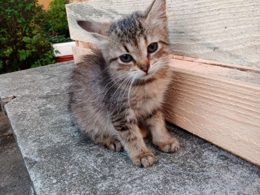 Котенок 2 месяца девочка