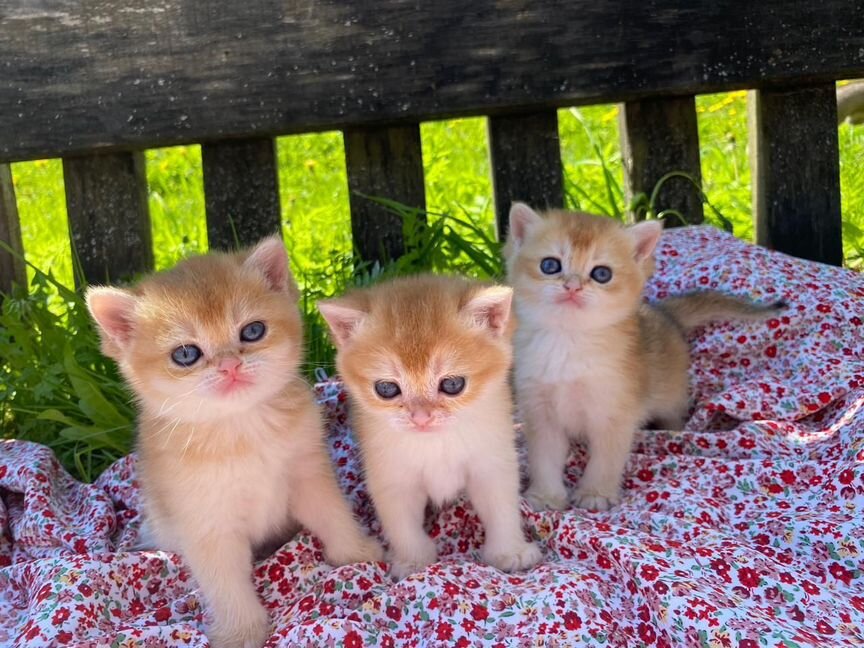 Котятки