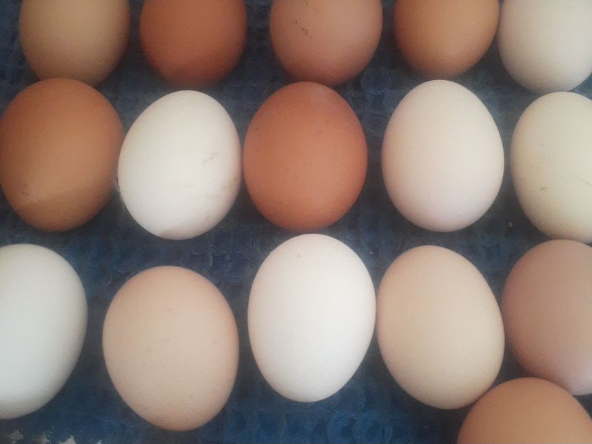 Продам яйцо куриное домашнее