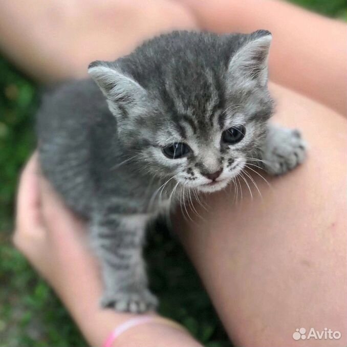 Котята отказницы в добрые ручки