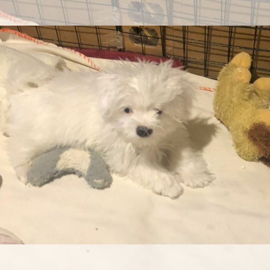 Щенок Мальтезе кобель