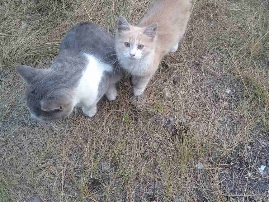 Котенок 3 месяца