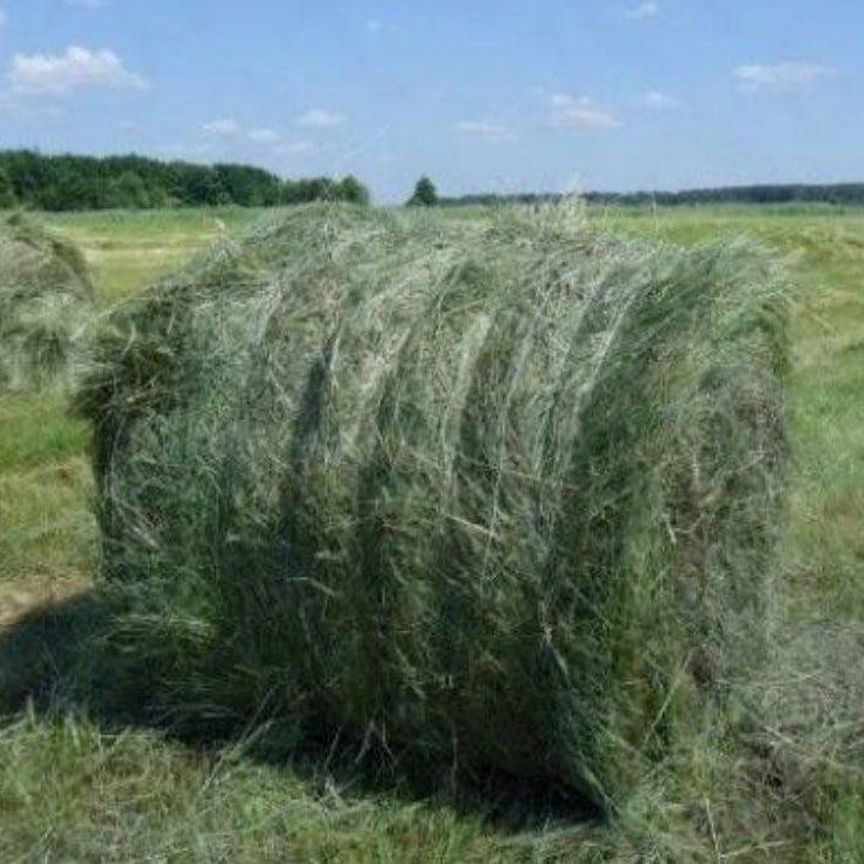 Продам сено в рулонах