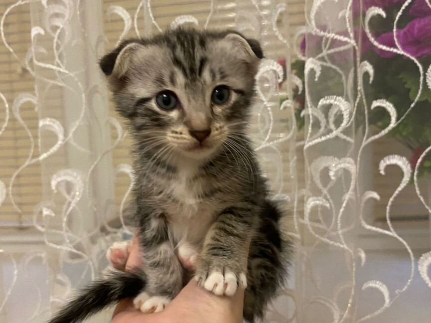 Кошечка в добрые руки