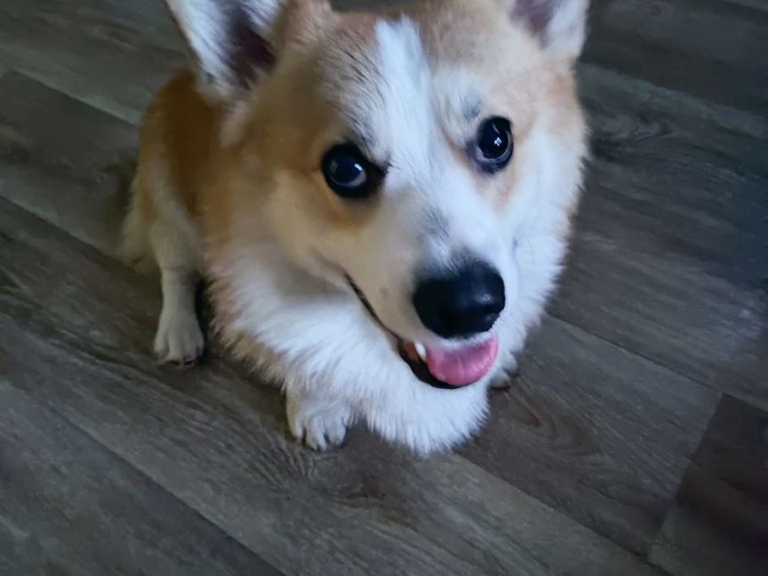 Вельш-корги пемброк мальчик вязка