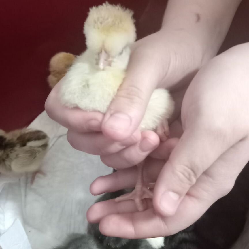 Цыплята несушки