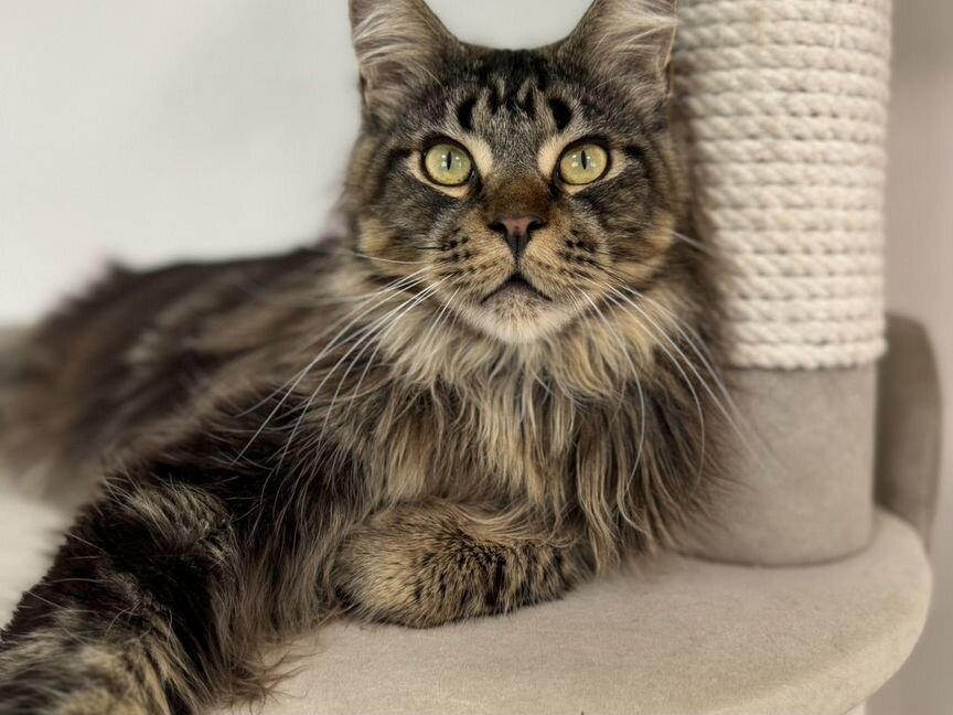 Мейн-кун котик