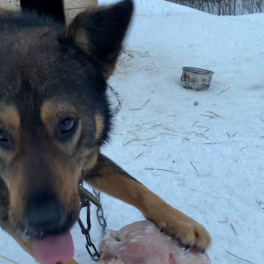 Пес в добрые руки