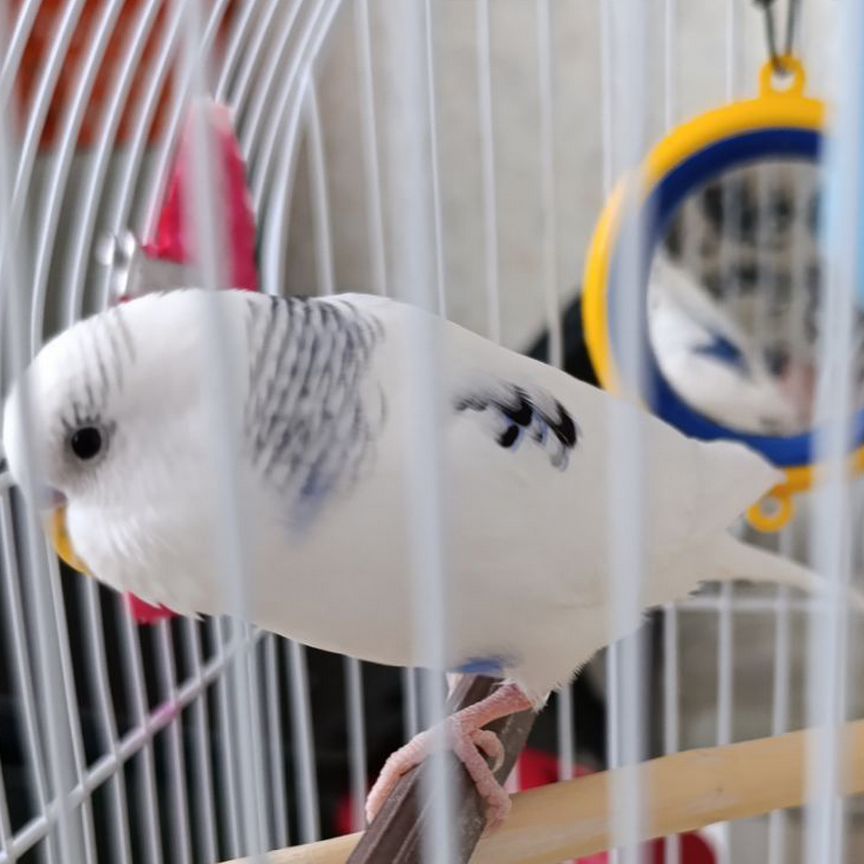 Волнистый попугай мальчик