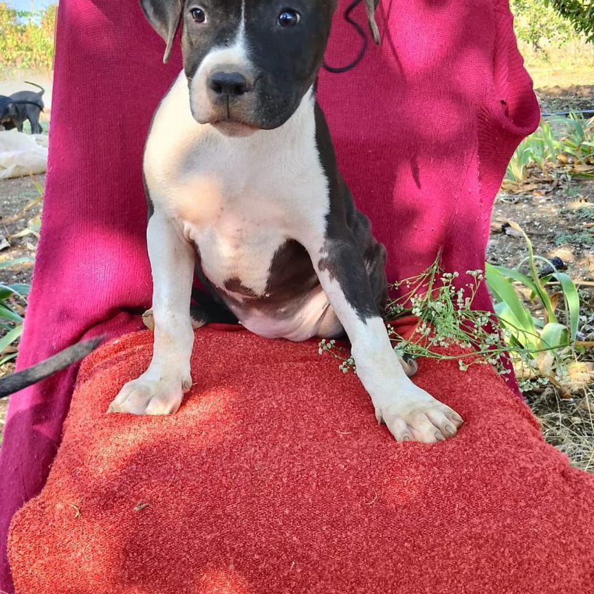 Стафф девочка