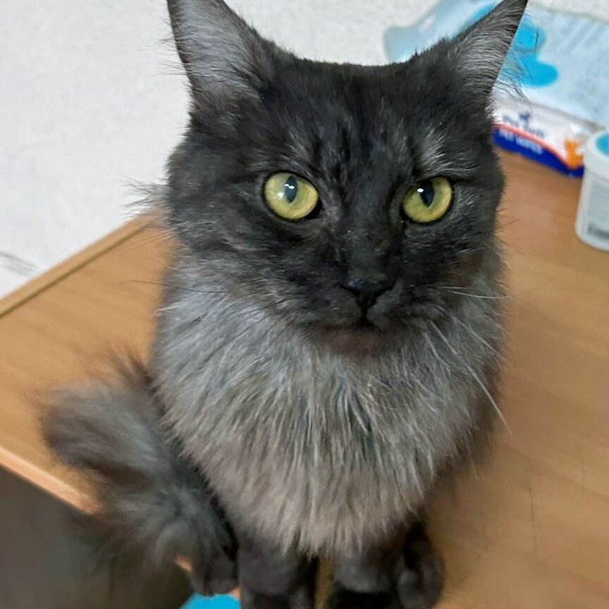 Кошка в дар бесплатно