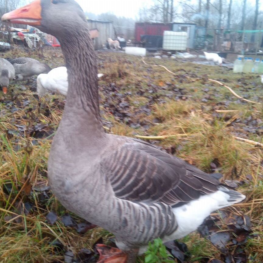 Гусь серый