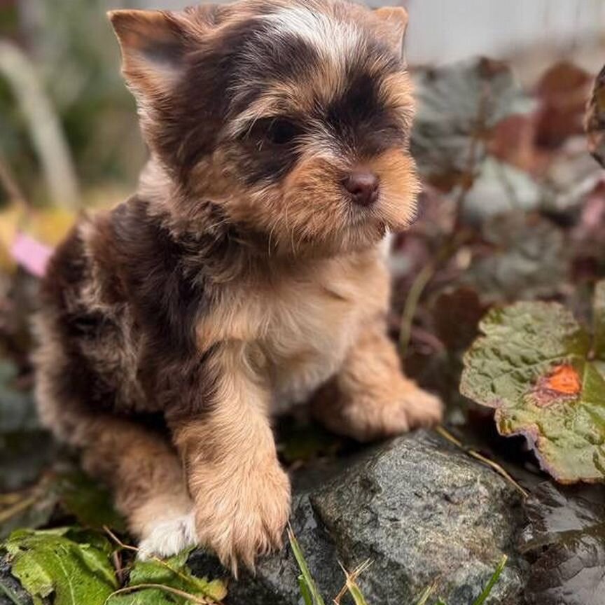 Йоркширский терьер, щенок