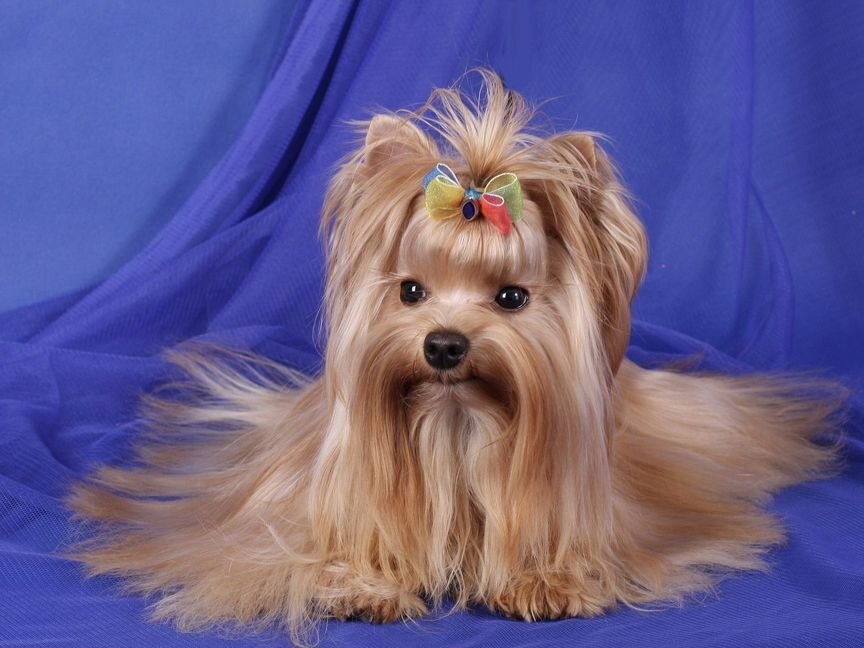 Йоркширский терьер щенки мини