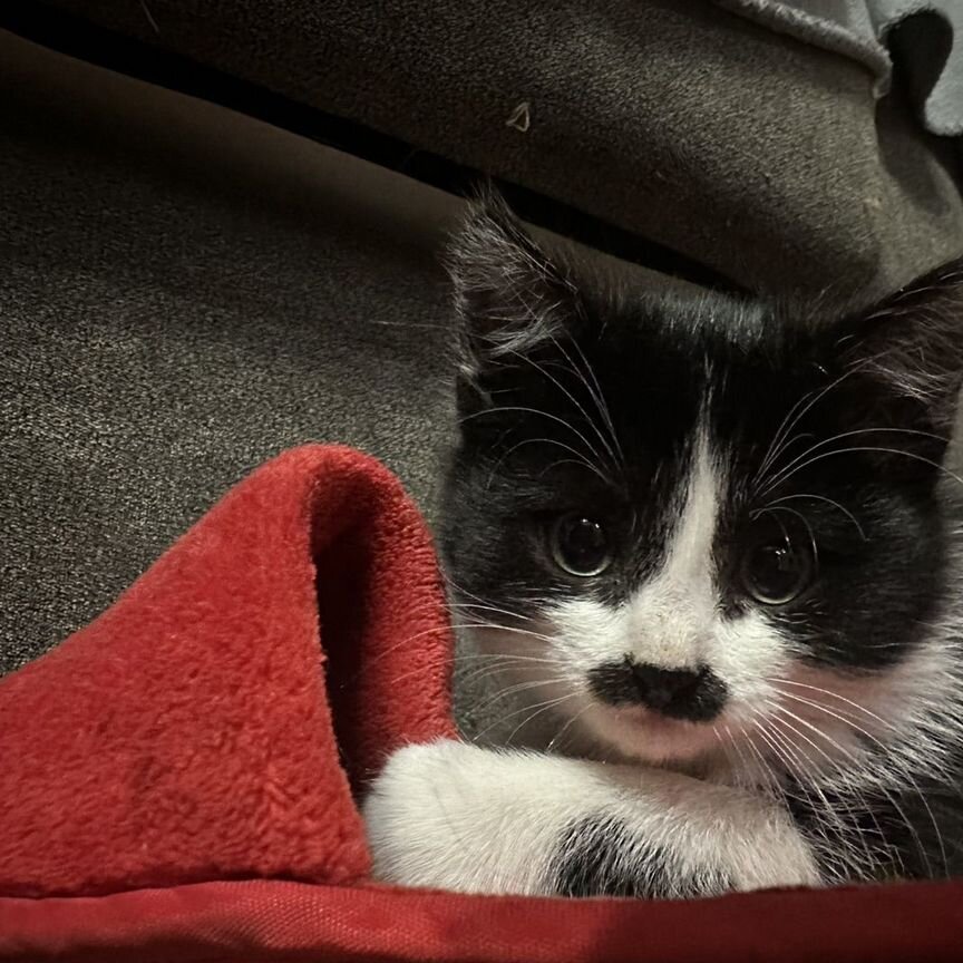 Котенок чарли