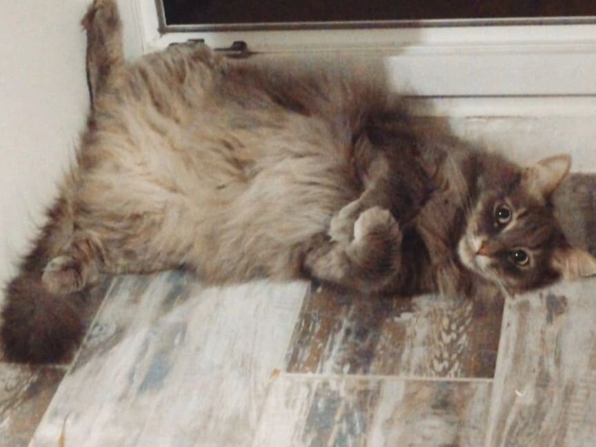 Самый нежный котей ждёт своего человека