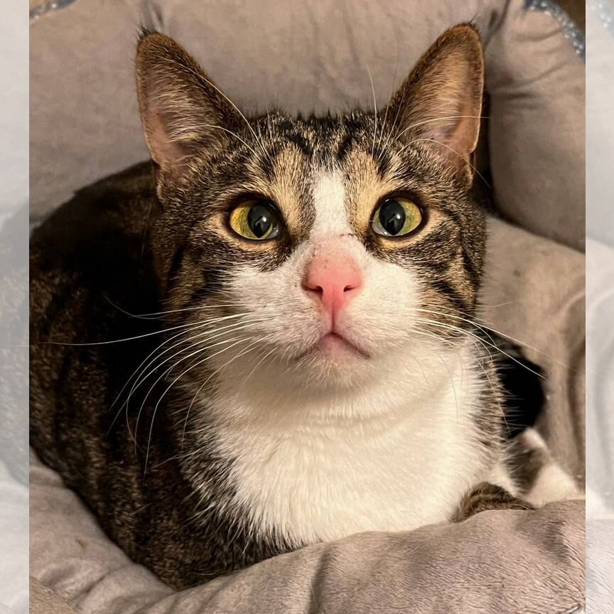 Взрослый кот в добрые руки