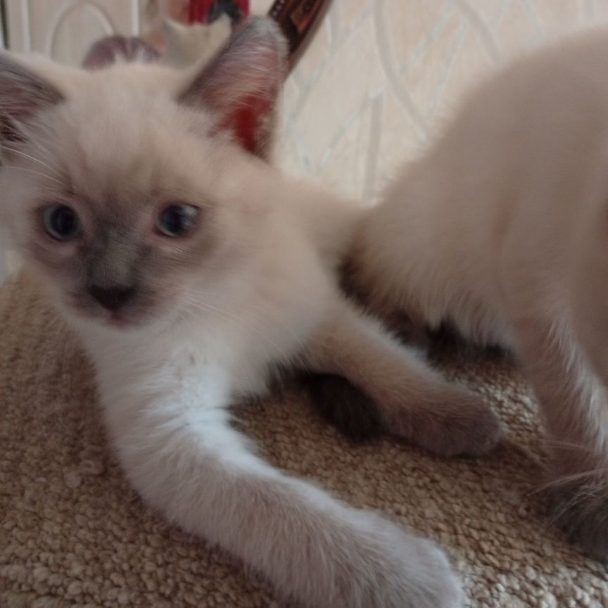 Тайский котёнок