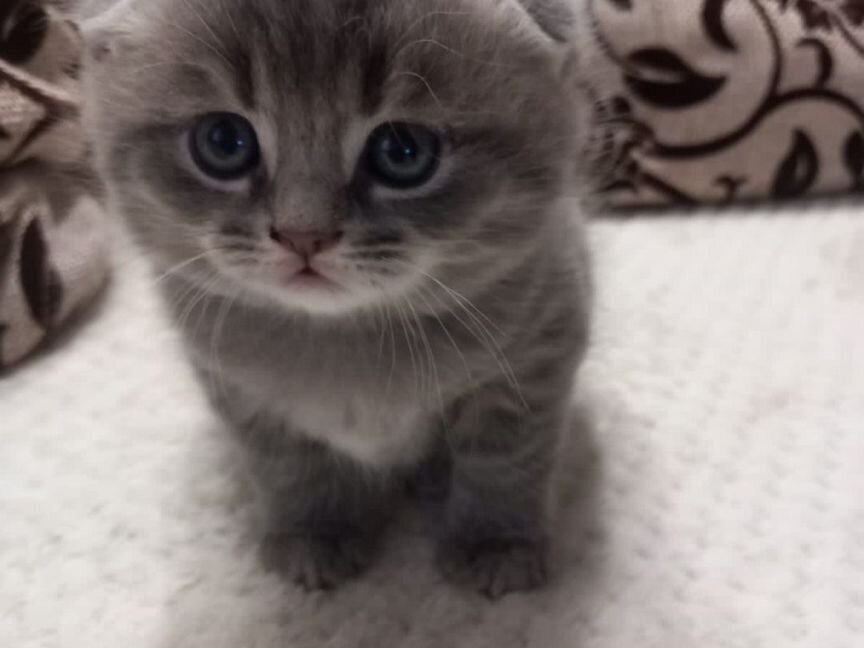 Шотландская вислоухая кошка