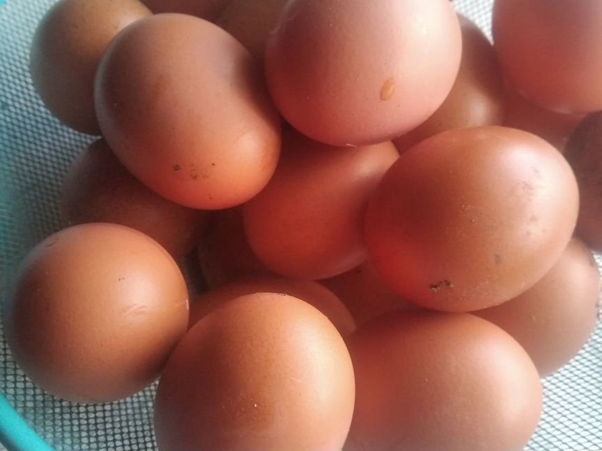 Продам домашнее куриное яйцо