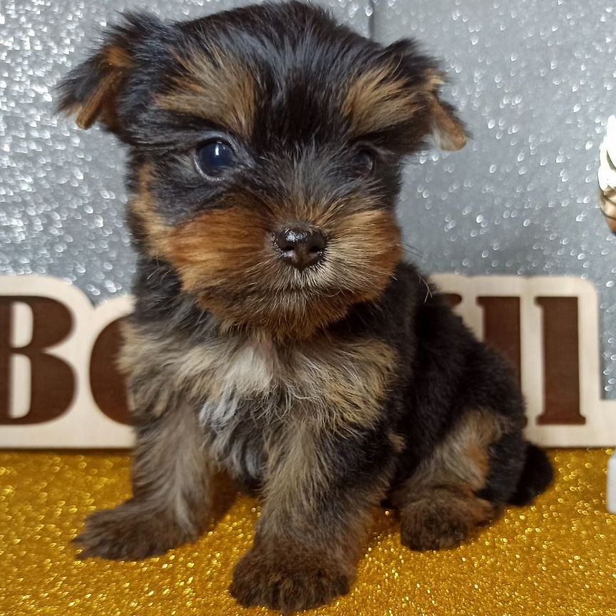 Очень красивые дети