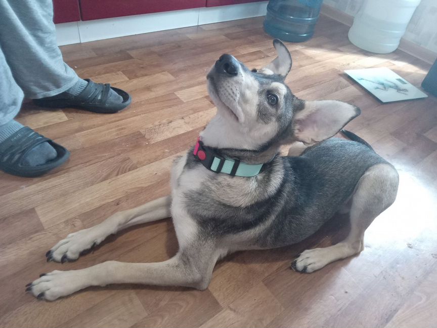 Щенок в ответственные руки