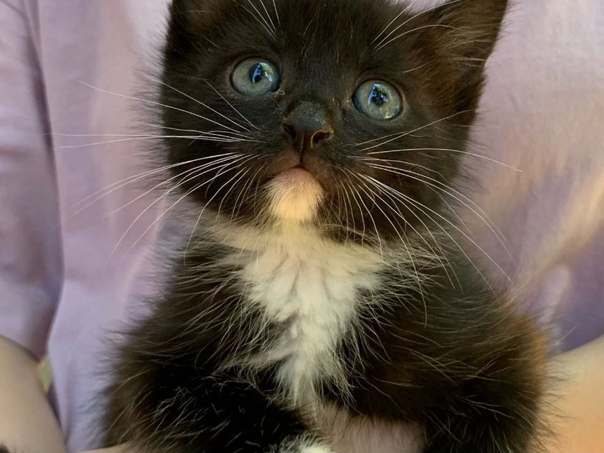 Милый котик Кузенька, 1,5 мес. В добрые руки