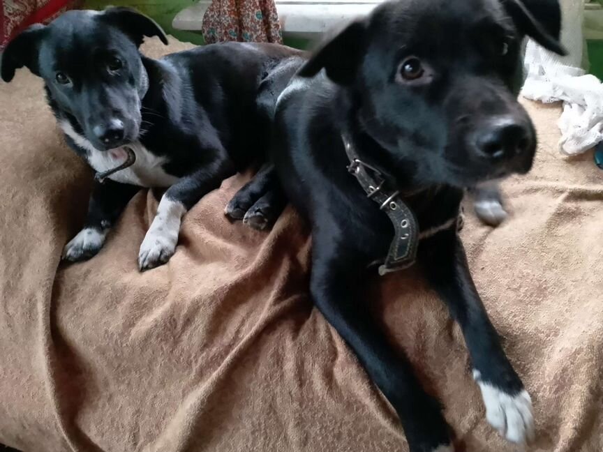 Собаки бесплатно