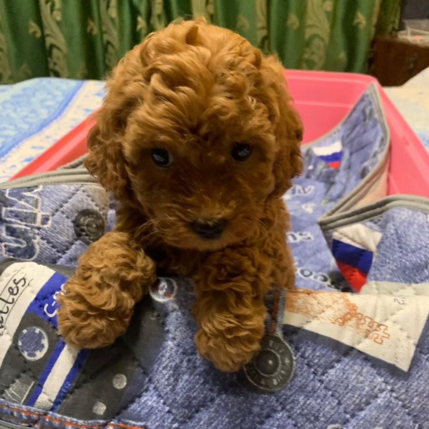 Той-пудель, щенок