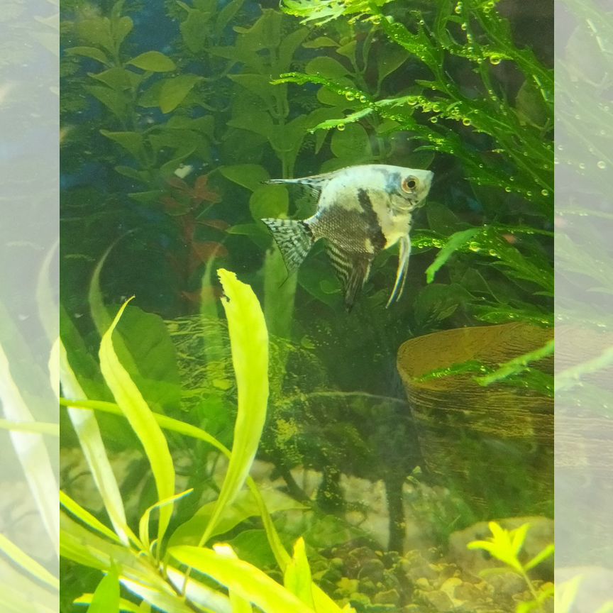 Скалярия Ангел