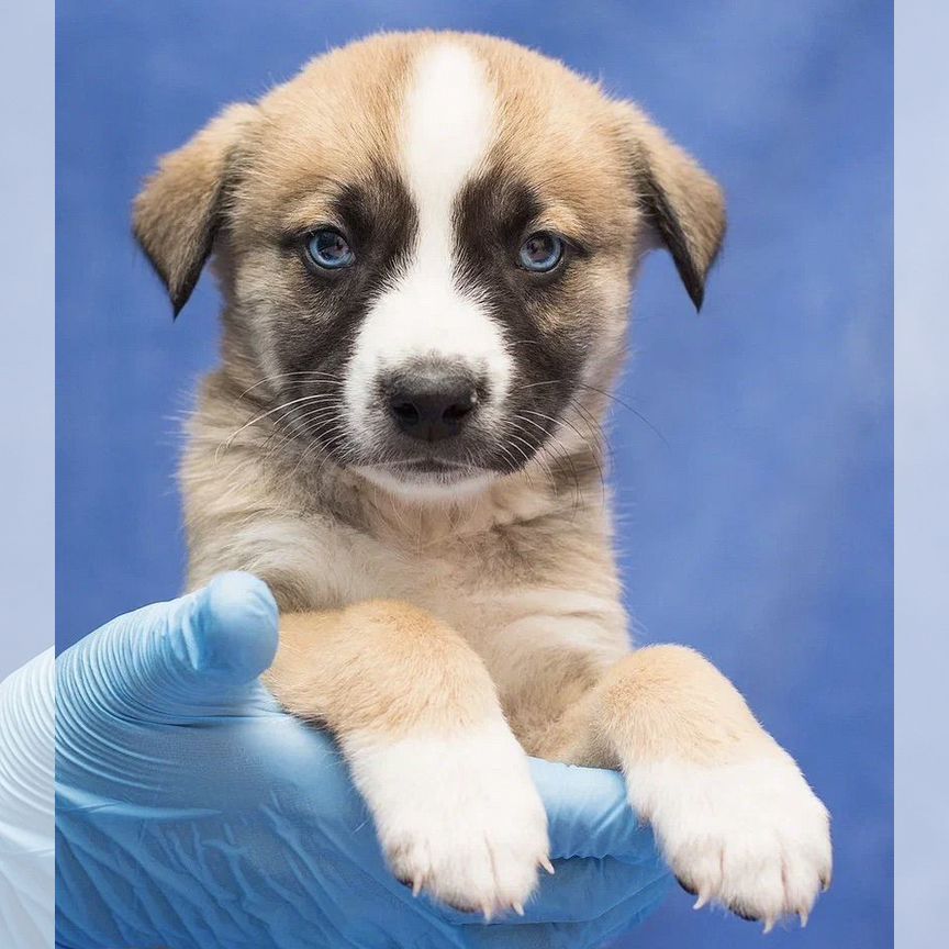 Щенок в добрые руки