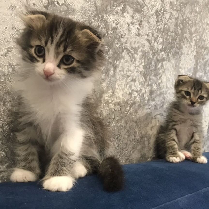 Вислоухие котята