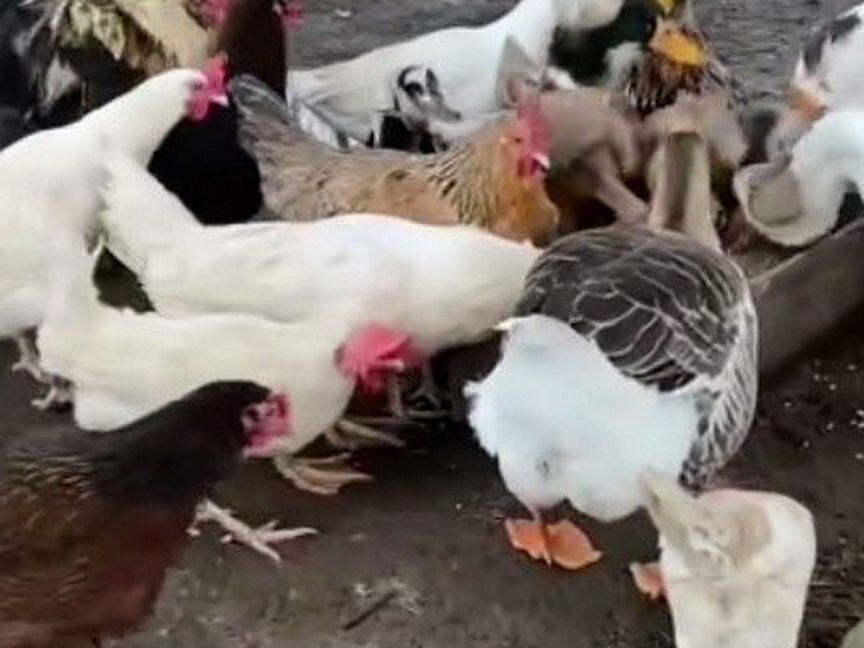 Щипаю гусей уток курей