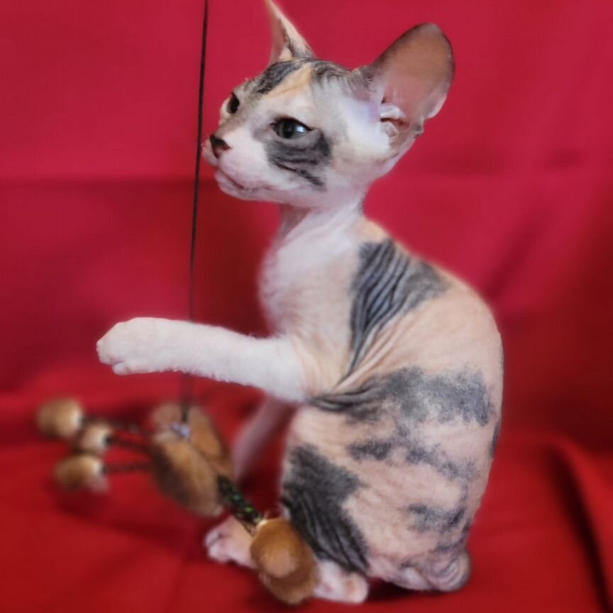 Донской сфинкс котёнок