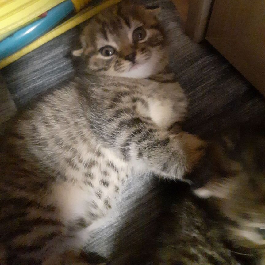 Шотландские вислоухие котята