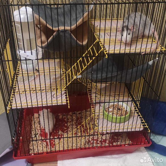 Крыса Дамбо мальчики