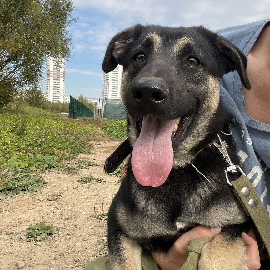 Собака Гектор