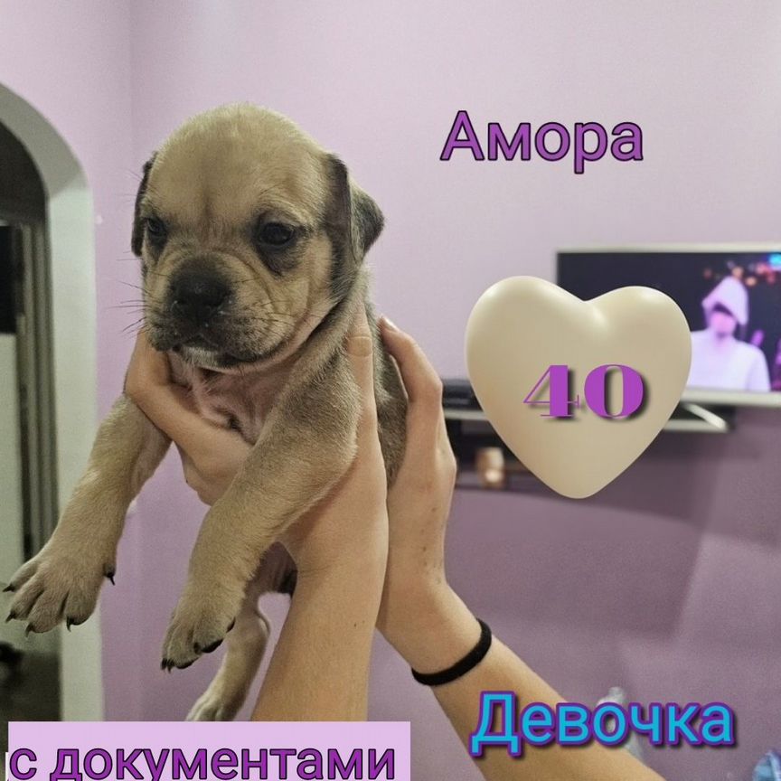 Щенки ка де бо