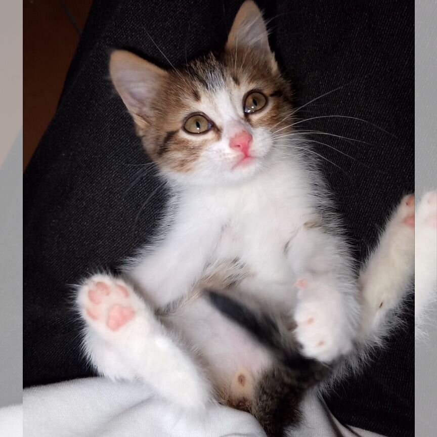 На передержку очень нужно