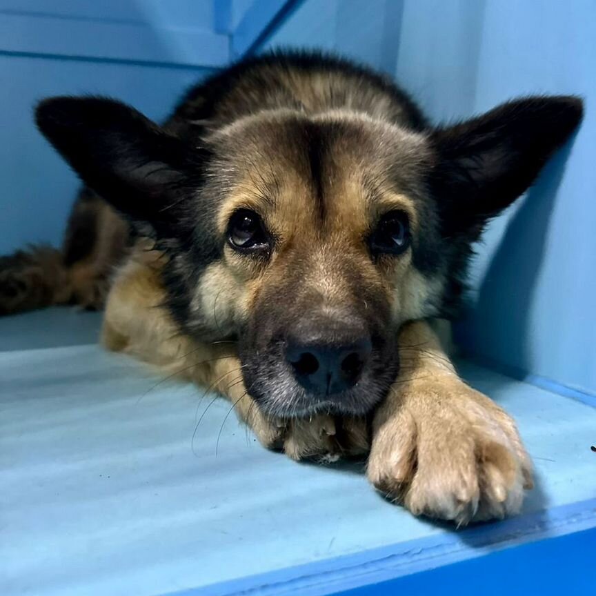 Спокойная собачка Фаня очень ищет дом,есть неделя