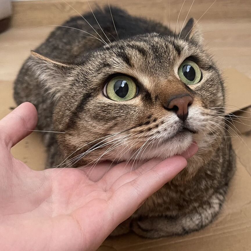 Кот в добрые руки