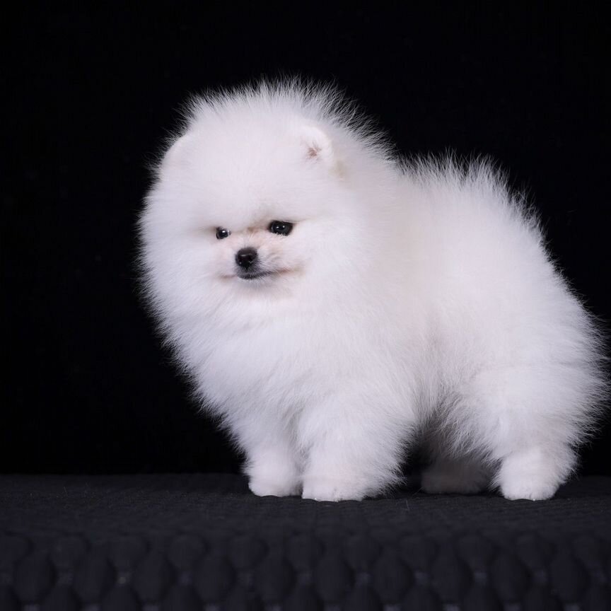 Шпиц маленький мальчик