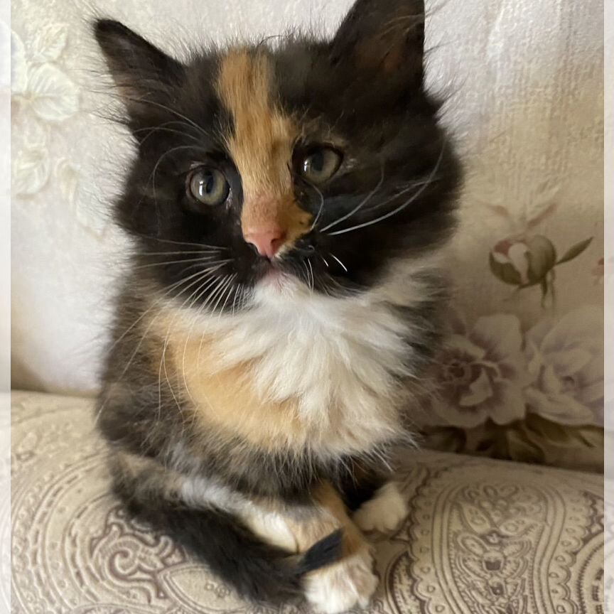 Котята