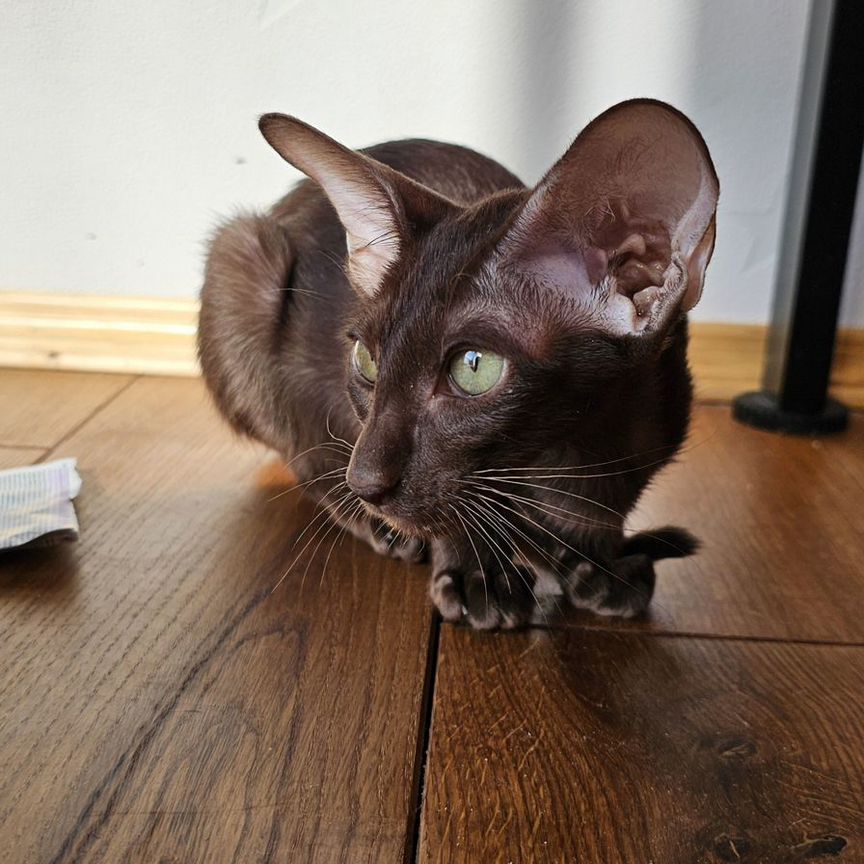 Котенок ориентальной