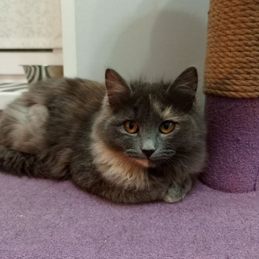 Серая пушистая кошечка подросток в добрые руки